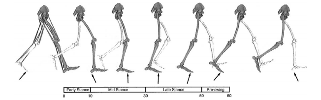 Gait cycle considerations