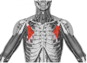Pec Minor – Grip, Shoulder, Hip, Breathing Considerations